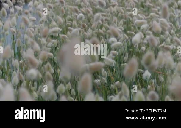 Slow camera push in tracking shot through a field of fluffy bunny tail ...