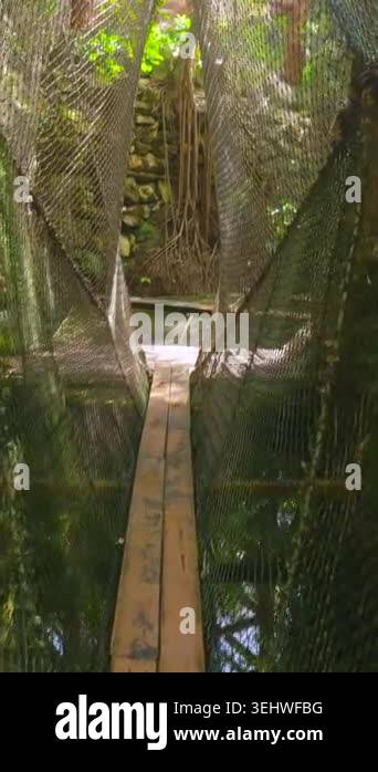 Wooden walkway above water in a lush tropical forest passing through a ...
