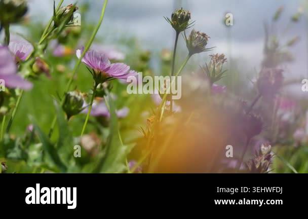 Low angle camera pan left tracking shot through blooming pink cosmos ...