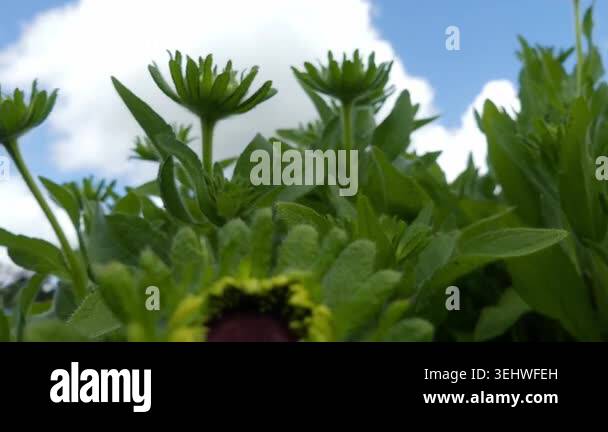 Low angle camera push in tracking shot through green flower buds and ...