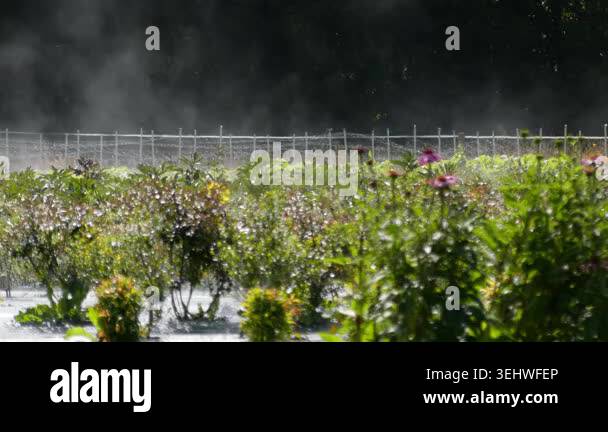 Rising steam and mist evaporating in morning sunlight over a cultivated ...
