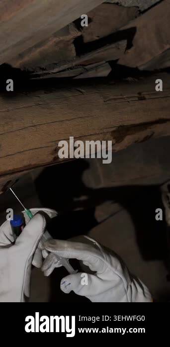 Close up of a worker's gloved hands using a syringe to inject ...