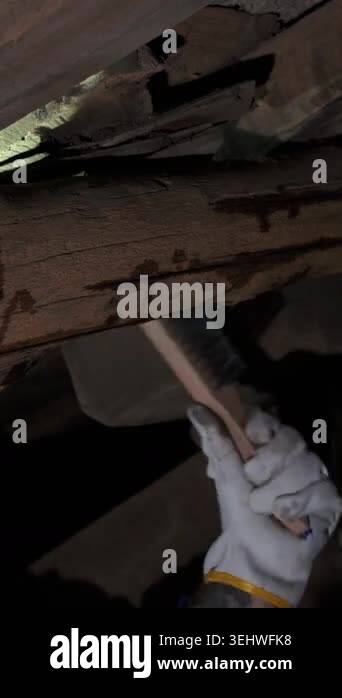 Closeup of a worker applying woodworm treatment with a brush. Pest ...