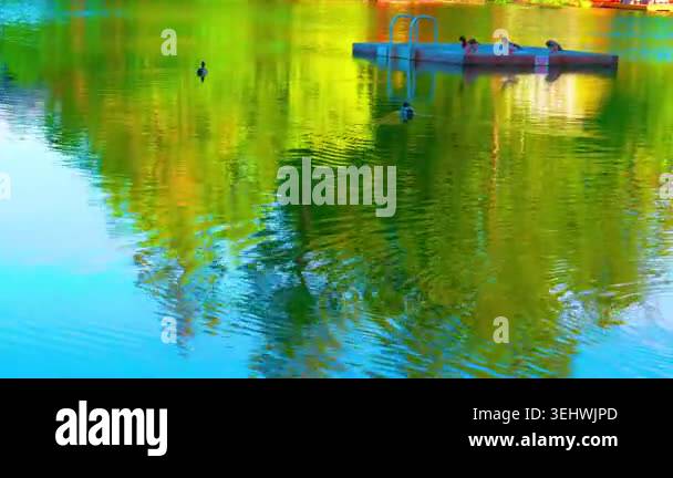 Vibrant green abstract tree reflection on calm lake water with ducks ...