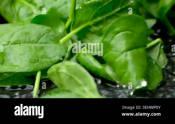 Fresh green spinach dropping in water slow motion macro Stock Video ...