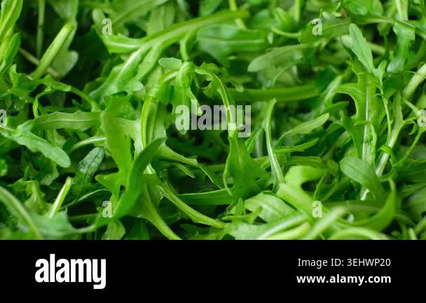 Fresh green arugula leaves rotate background Stock Video Footage - Alamy