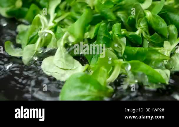 Slow motion of fresh corn salad leaves falling into water with splashes ...