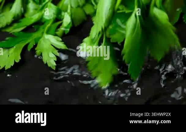 Cinematic Slow Motion of Fresh Parsley Sprigs Splashing in Water Stock ...