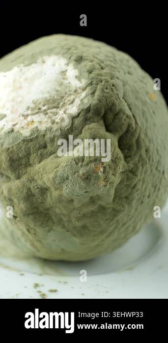 Close-up of green mold growing on a rotten fruit lemon Stock Video ...