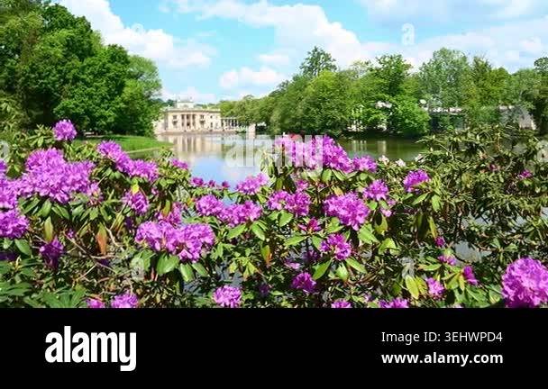 Purple rhododendron bushes blooming by park lake. Royal Baths Park in ...