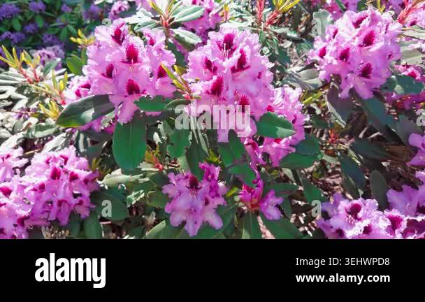 Pink rhododendron flowers blooming in garden bed outdoors during spring ...