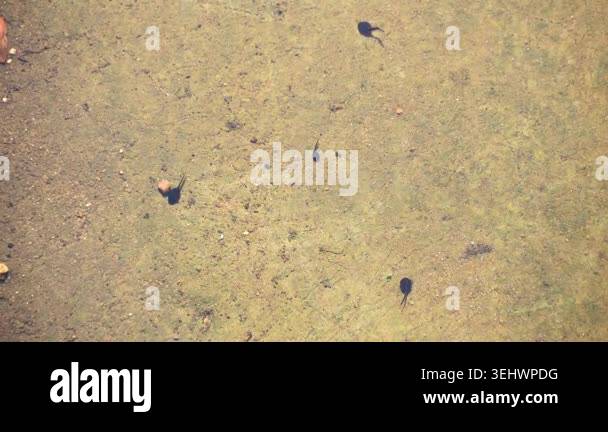 Tadpoles swim in the pond Stock Video Footage - Alamy