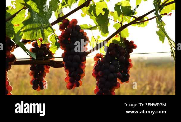 grape harvest.Large red grapes bunches bathed in bright sunlight for ...