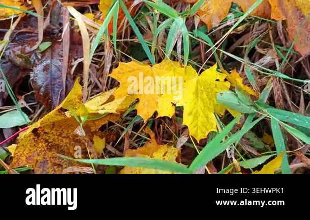 fall Season. Colorful autumn leaves in the wet grass. The atmosphere of ...