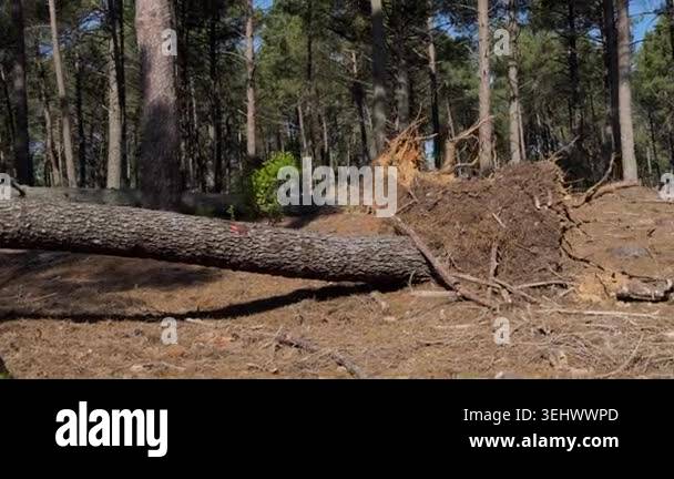 Morning forest with a wind-felled pine, exposed roots and soil ...