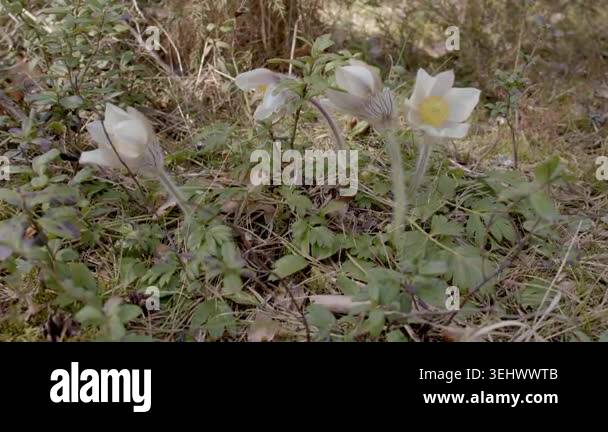 Spring pasqueflower (Pulsatilla vernalis), also widely known in English ...