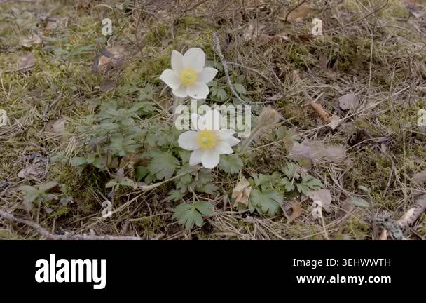 Spring pasqueflower (Pulsatilla vernalis), also widely known in English ...