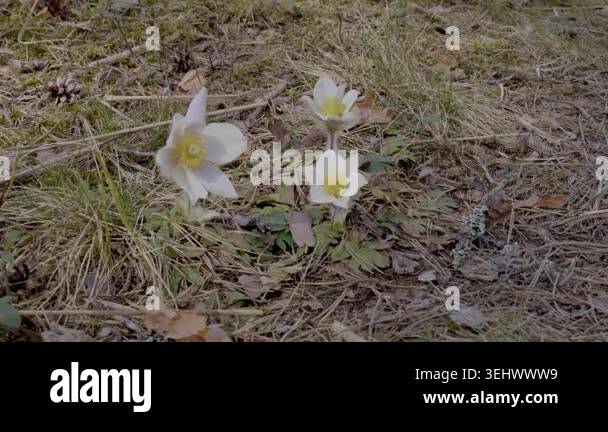Spring pasqueflower (Pulsatilla vernalis), also widely known in English ...