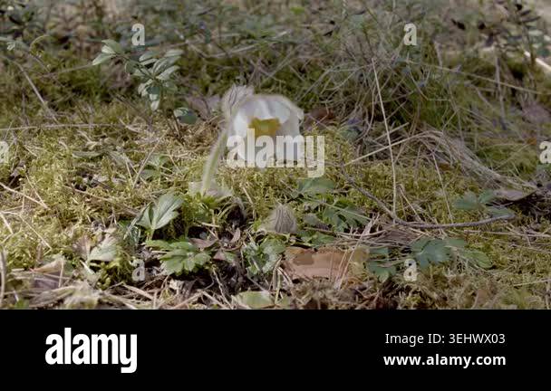 Spring pasqueflower (Pulsatilla vernalis), also widely known in English ...