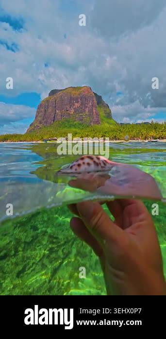 A beautiful mollusk with a beautiful shell was found in the ocean of ...