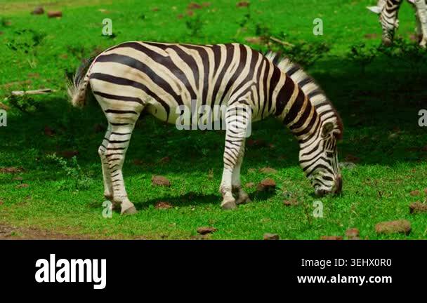 A zebra grazes on green grass and chews grass Stock Video Footage - Alamy