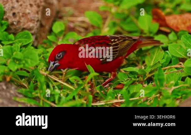 African bearded barbet with distinctive bristles, tropical island ...