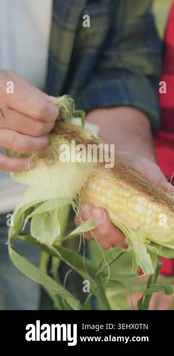 Close up of hands two farmers check the quality of corn seedlings ...
