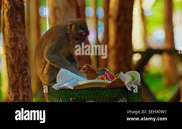 Macaque monkey looks in dumpster for food in the forest Stock Video ...