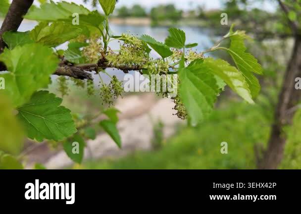This slow-motion video shows a close-up of a tree branch with fresh ...
