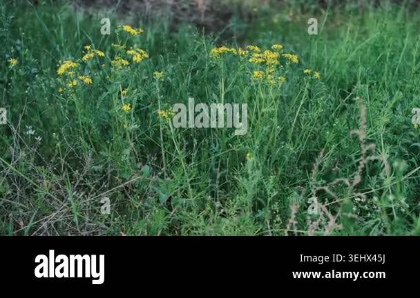 Vibrant yellow field daisies gently swaying against a lush green grass ...