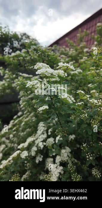This is a slow-motion video capturing a beautiful blooming bush with ...