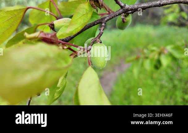 This is a slow-motion video showing a close-up of unripe green apricots ...