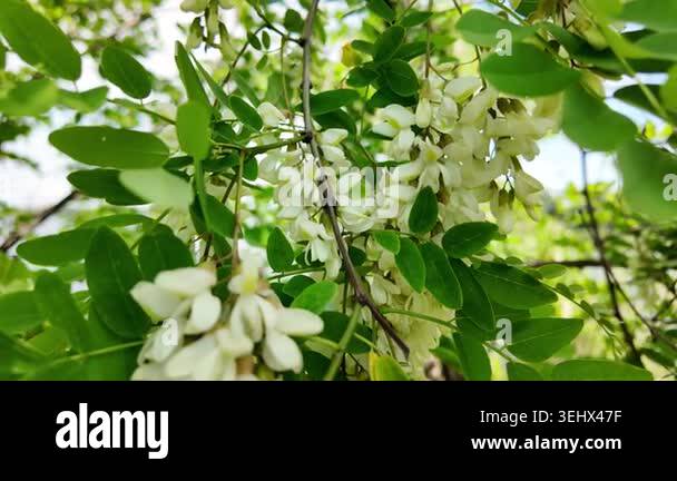 Slow motion close up of blooming white acacia flowers gently swaying in ...