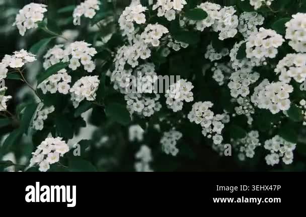 A large green bush fully covered in beautiful white flowers, known as ...