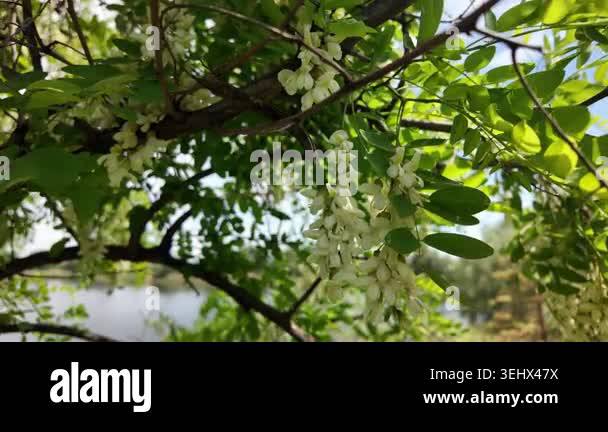 Slow motion close up of blooming white acacia flowers gently swaying in ...