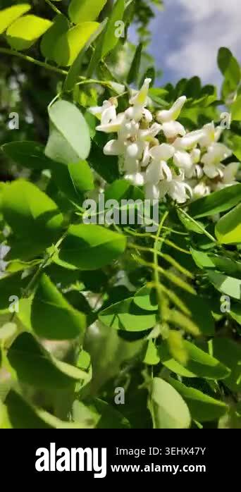 Slow motion close up of blooming white acacia flowers gently swaying in ...