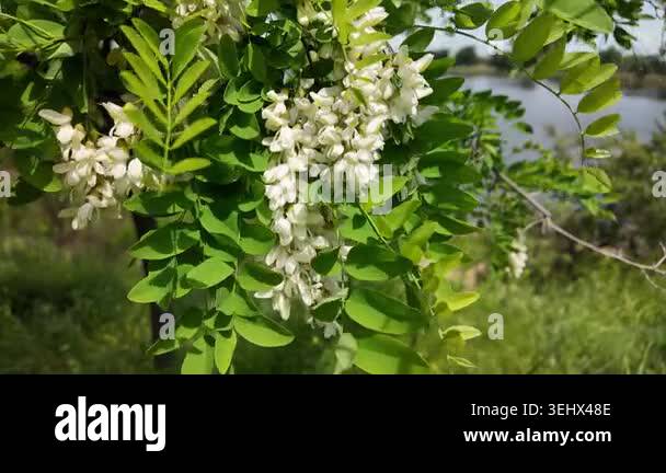 Slow motion close up of blooming white acacia flowers gently swaying in ...
