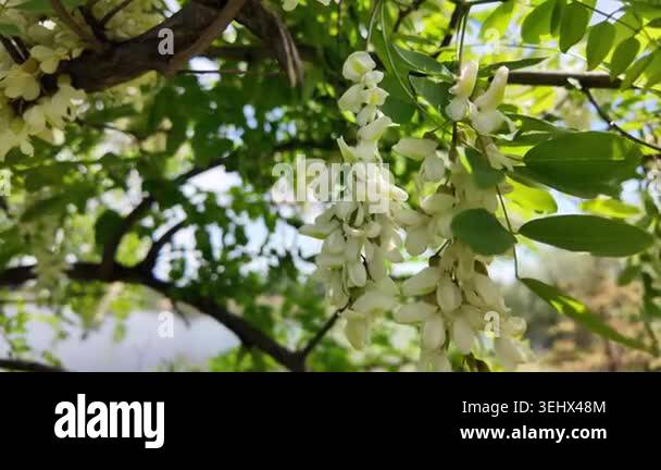 Slow motion close up of blooming white acacia flowers gently swaying in ...