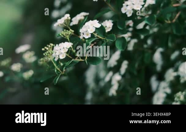A large green bush fully covered in beautiful white flowers, known as ...