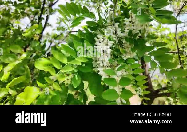 Slow motion close up of blooming white acacia flowers gently swaying in ...
