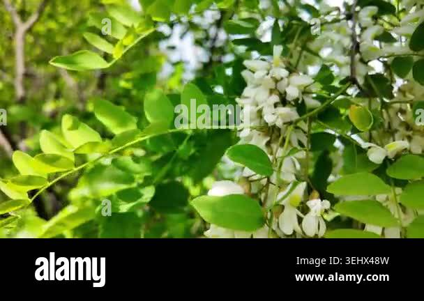 Slow motion close up of blooming white acacia flowers gently swaying in ...