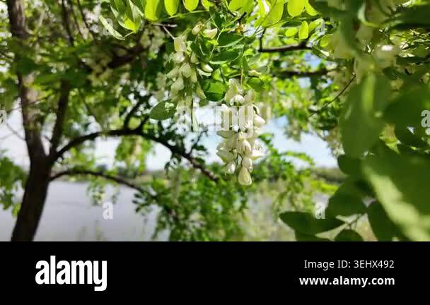 Slow motion close up of blooming white acacia flowers gently swaying in ...