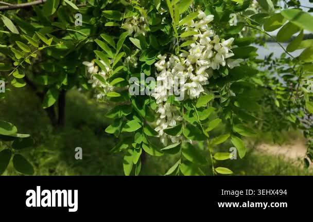 Slow motion close up of blooming white acacia flowers gently swaying in ...