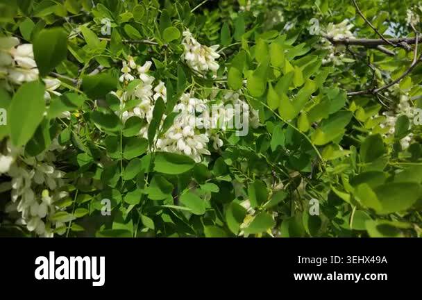 Slow motion close up of blooming white acacia flowers gently swaying in ...