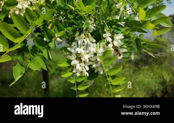 Slow motion close up of blooming white acacia flowers gently swaying in ...