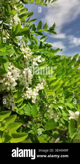 Slow motion close up of blooming white acacia flowers gently swaying in ...