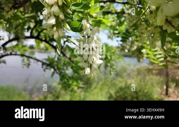 Slow motion close up of blooming white acacia flowers gently swaying in ...