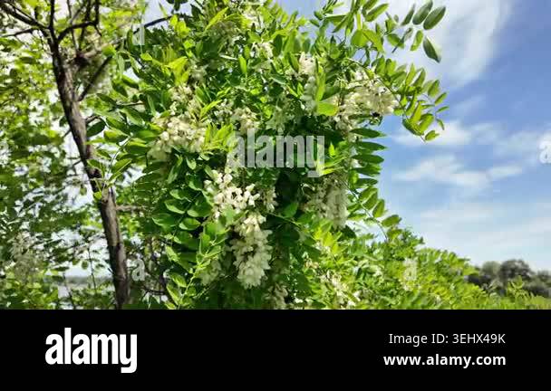 Slow motion close up of blooming white acacia flowers gently swaying in ...