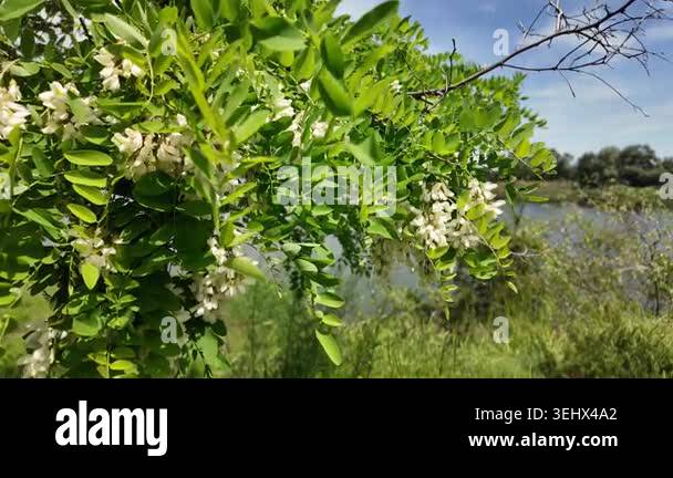 Slow motion close up of blooming white acacia flowers gently swaying in ...