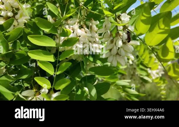 Slow motion close up of blooming white acacia flowers gently swaying in ...
